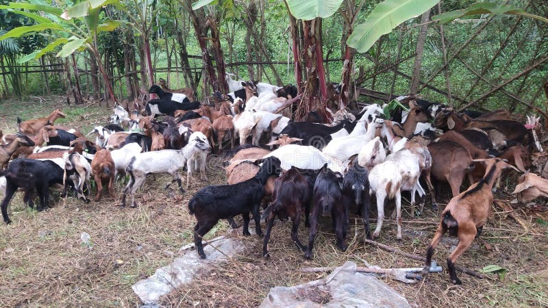 Village Goats Ready To Be Breed Again Stock Photo - Image of village ...