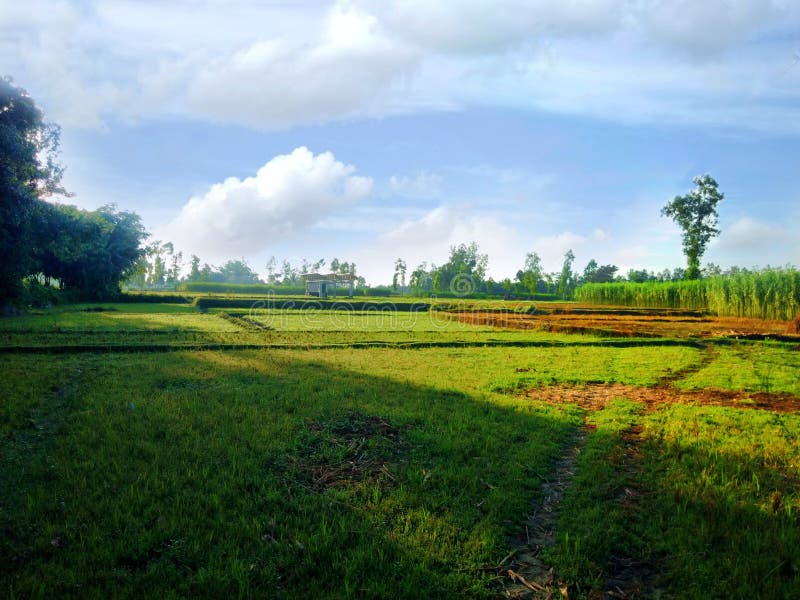 Village Grass Field in Morning Stock Image - Image of hill, tree: 252612749