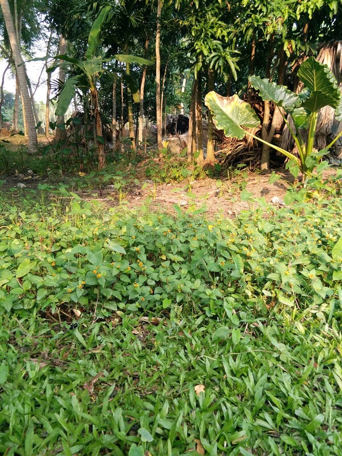 Village Grass flower stock photo. Image of flower, scenery - 133647300