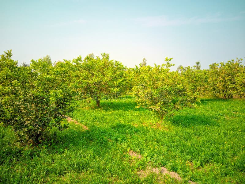 Village green fields stock image. Image of greenery - 263714019