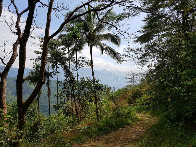 Village Greenery Paddy Farming Looking Awesome in Winter Season. Stock ...