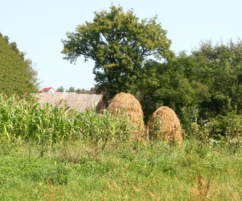 Village House. Countryside. House with a Garden. Corn. a Stack of Hay ...