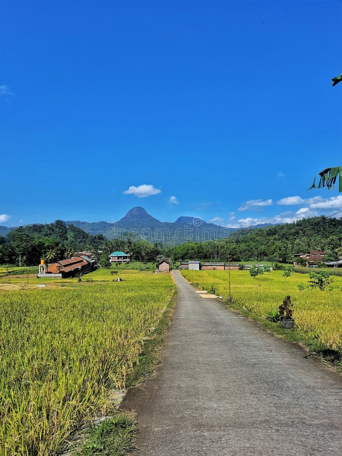 A Village in the Indonesia with View Mountain and Ricefield Stock Photo ...