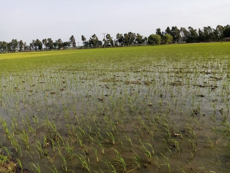 Village Life... Rice Cultivation.... Stock Image - Image of agriculture ...