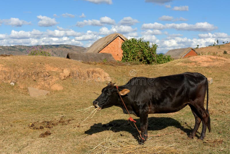 608 Cow Madagascar Photos - Free & Royalty-Free Stock Photos from ...