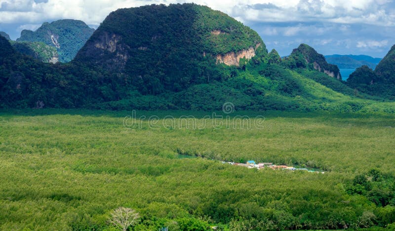 Village in the Mangrove Forest by the Sea Stock Image - Image of leaves ...