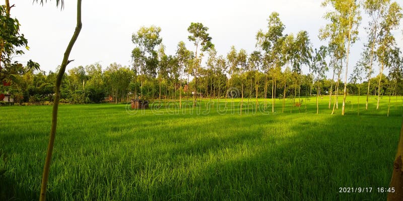 Village Natural Beauty Rice Field Stock Image - Image of natural, rice ...