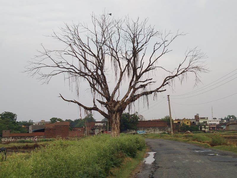 Village old tree 2020 stock photo. Image of village - 181169780