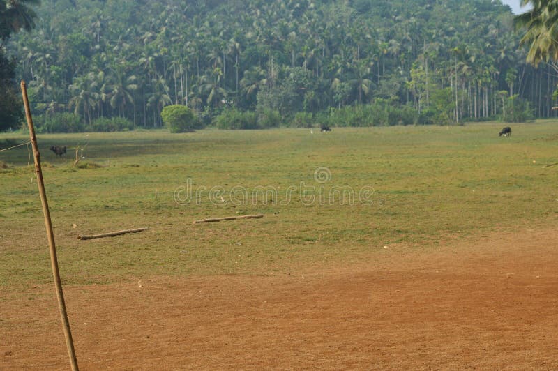 Village Paddy Field Summer Morning View with Lush Greenery Stock Image ...
