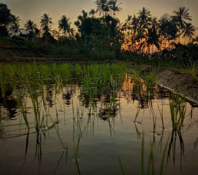 Village Paddy Field in the Morning Stock Image - Image of vilage, field ...