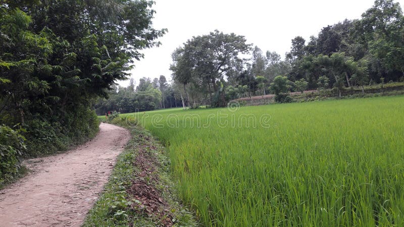 A village path. stock image. Image of path, field, paddy - 89445321