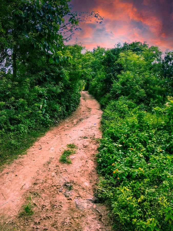 Village Path through Trees and Plants with Dramatic Orange Sky Stock ...
