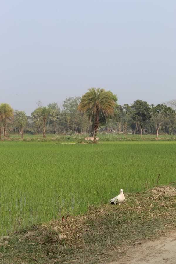 Village Peddy field stock photo. Image of field, peddy - 175659648