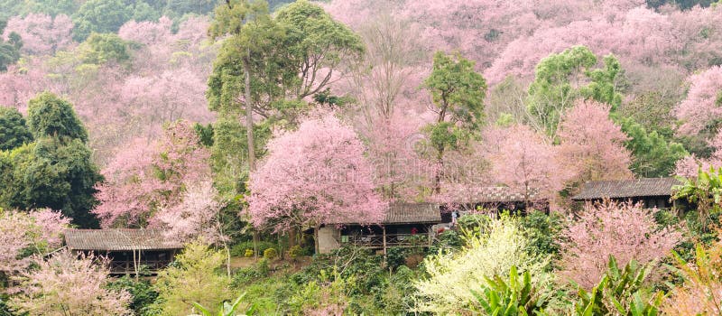 Village in pink land stock image. Image of flower, branch - 54557379
