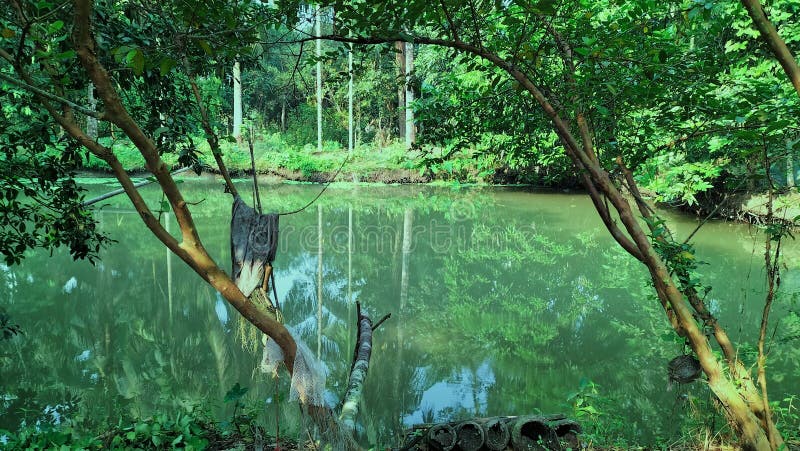 Village Pond of Bangladesh stock photo. Image of forest - 242797268