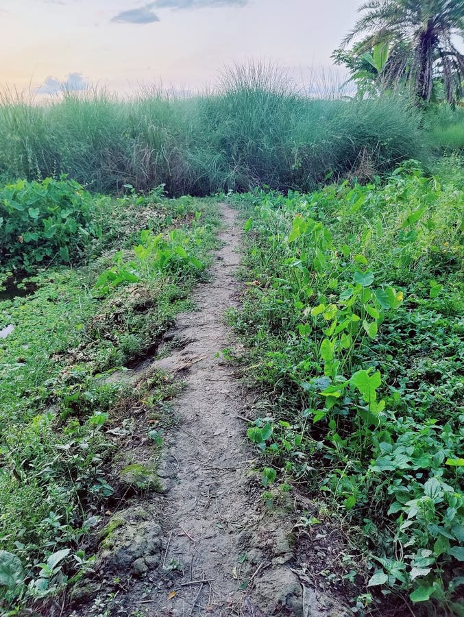 Village Raw Road with Green Plant Stock Photo - Image of shrub, trail ...