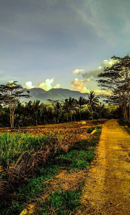 Village and rice field stock photo. Image of tree, evening - 200677482