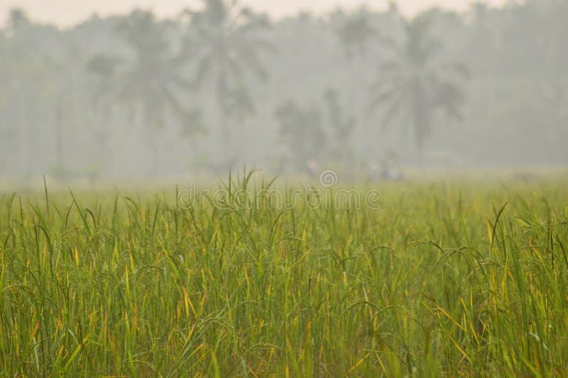 Village rice field stock photo. Image of pasture, sunlight - 237584156