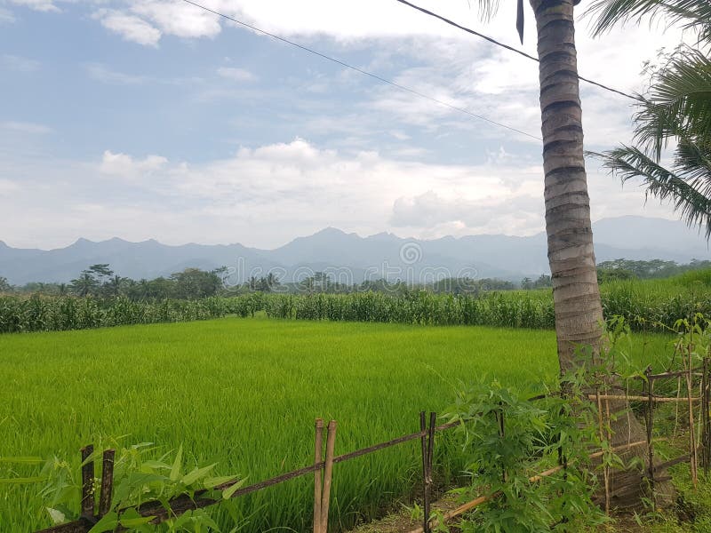 Village rice field stock image. Image of rice, field - 261648411