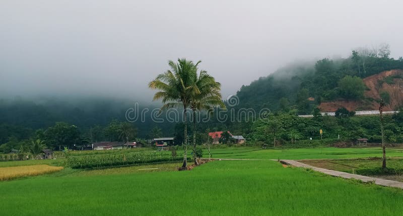 VILLAGE RICE FIELD stock photo. Image of natural, rice - 222785608