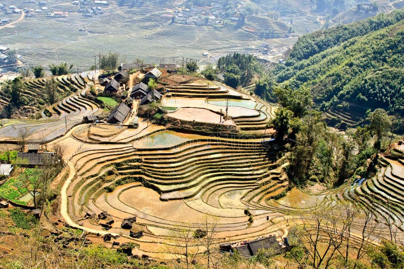 Village and rice fields stock photo. Image of agriculture - 24341570