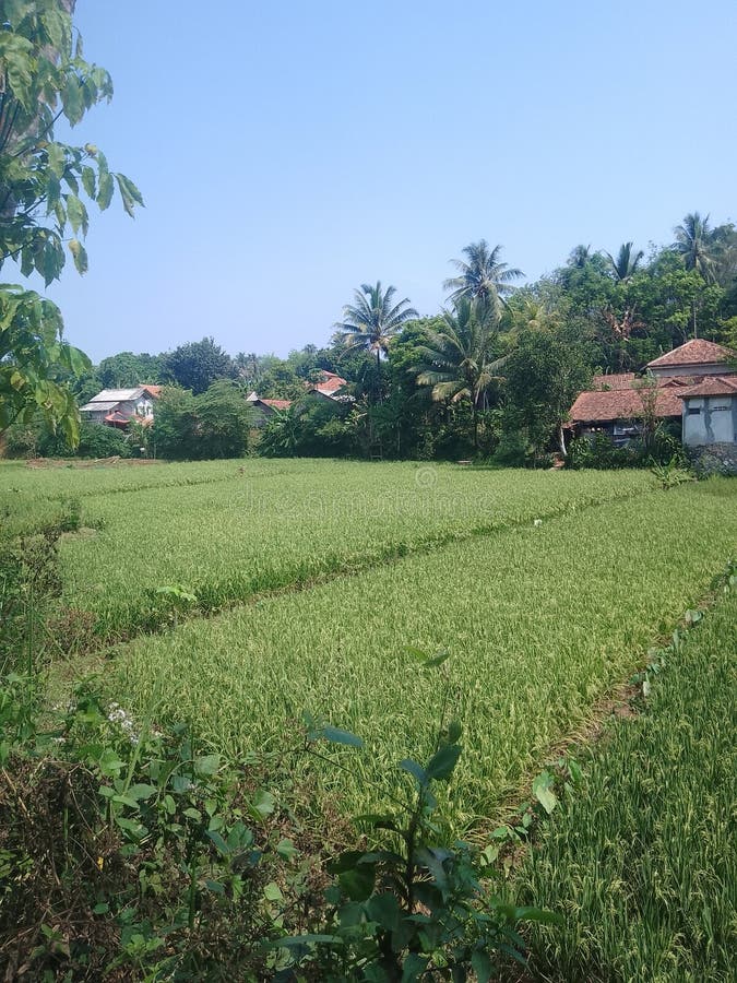 Village rice fields stock image. Image of donesia, fiiel - 286959687