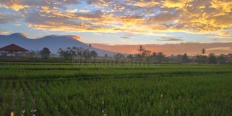 Village Rice Fields in the Morning with the Backdrop of Gede Mountains ...