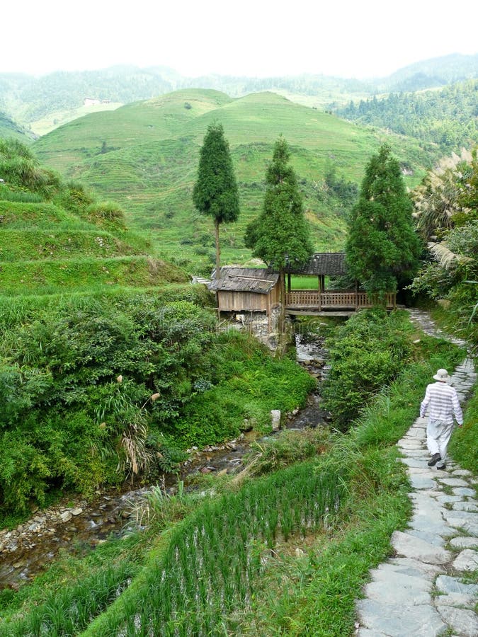 Village in the rice fields editorial photography. Image of farm - 69063997