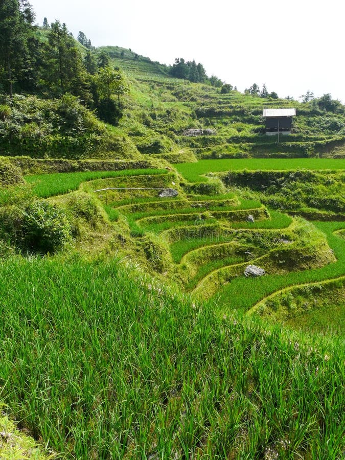 Village in the rice fields stock photo. Image of field - 69064328