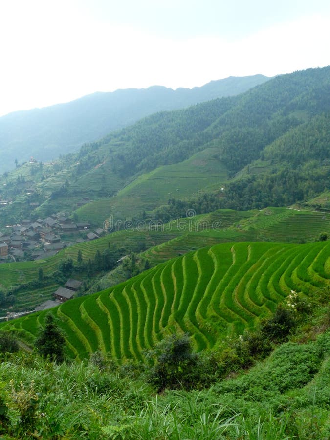 Village in the Rice fields stock image. Image of bamboo - 69065505