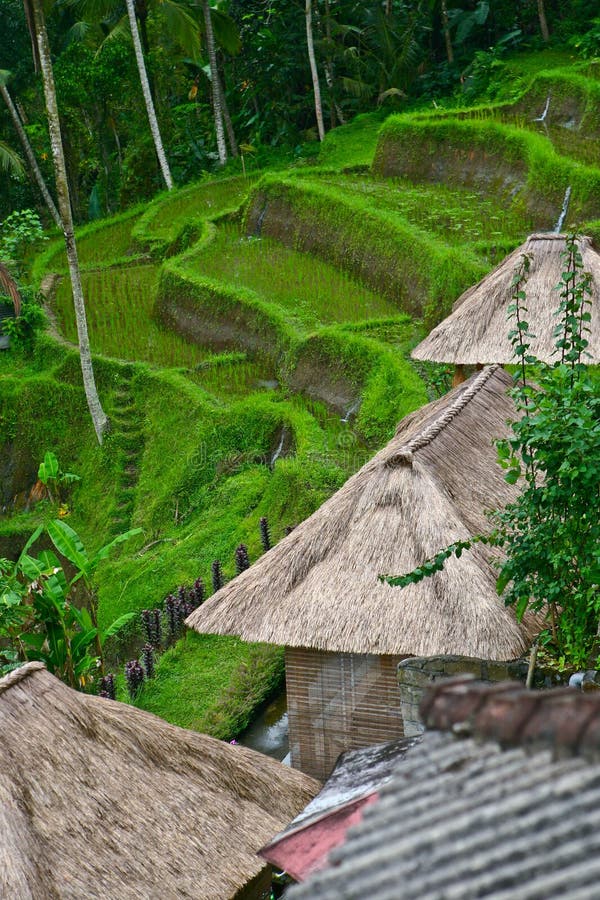 Village and rice terraces stock photo. Image of farm - 12842068