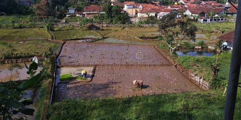Village Rice Field with Farmer Planting Rice Stock Image - Image of ...