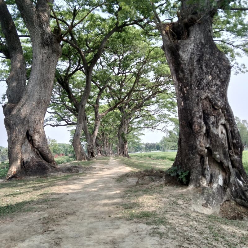 Village Road with a Bunch of Side Tree Stock Photo - Image of shadow ...