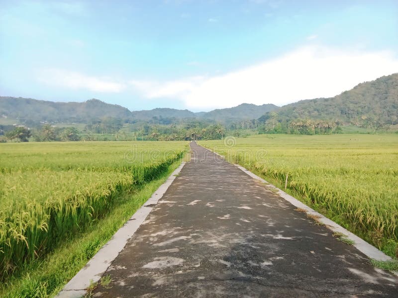 The Village Road Cute through of Vast Rice Fields Stock Image - Image ...