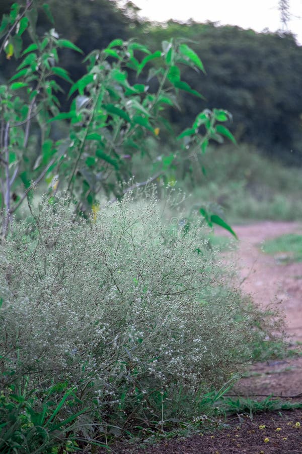 Village Road with Grass on Both Sides Stock Photo - Image of lawn ...