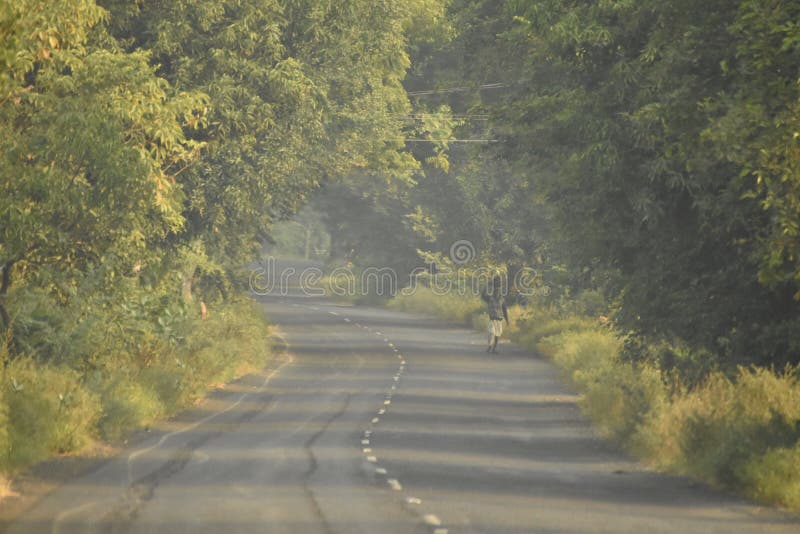 Village road of india stock photo. Image of woodland - 200847624