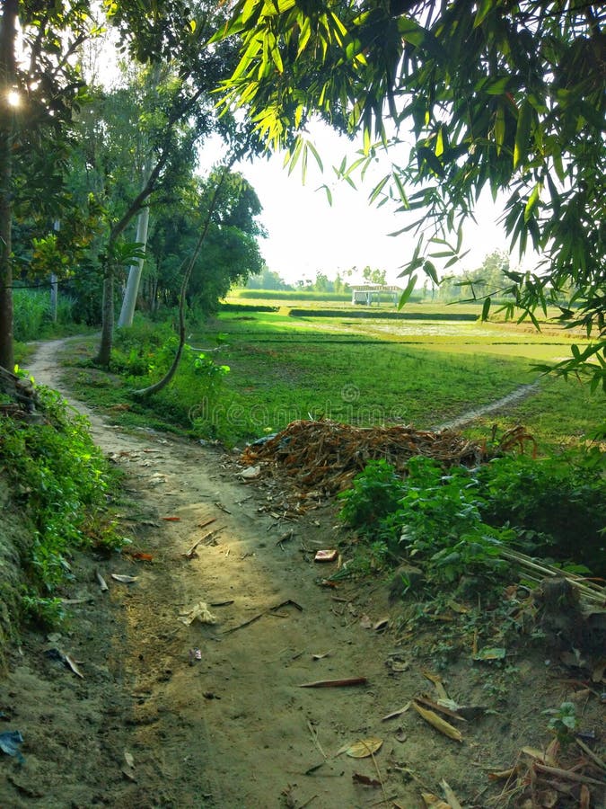 Village Road Morning Grass Field Rangpur Stock Photo - Image of river ...