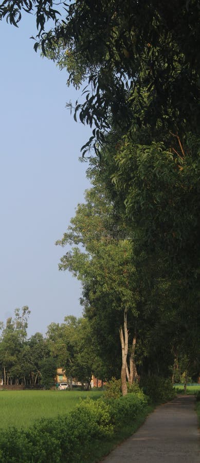 Village Road Plant on Both Side Stock Image - Image of nature, autumn ...