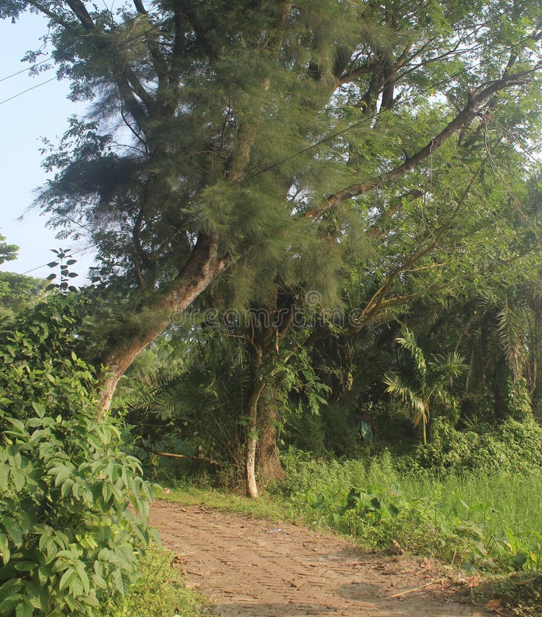 Village Road Plant on Both Side Stock Image - Image of jungle, forest ...