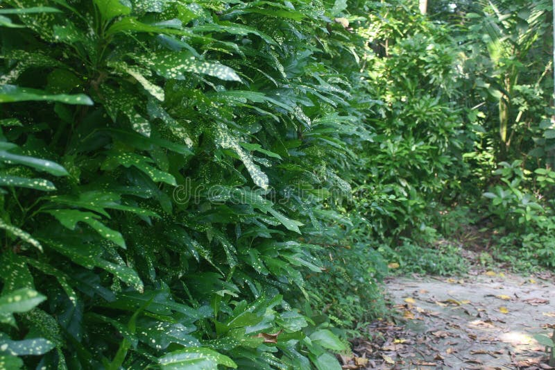 Village Road Plant on Both Side Stock Photo - Image of forest ...