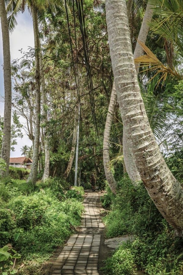 Village Road between Rice Fields with Palm Trees Stock Image - Image of ...