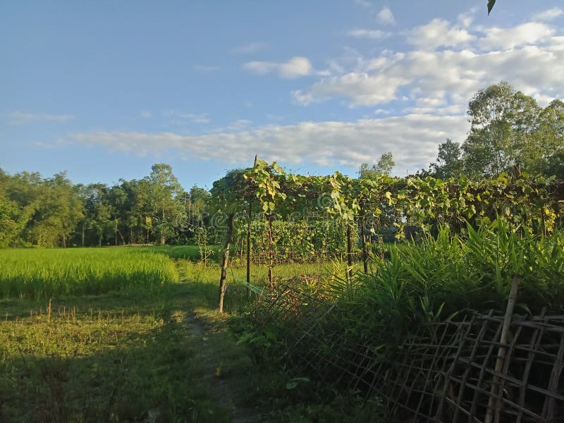 Village Scenery Looking Very Nice Stock Image - Image of nice, beauty ...