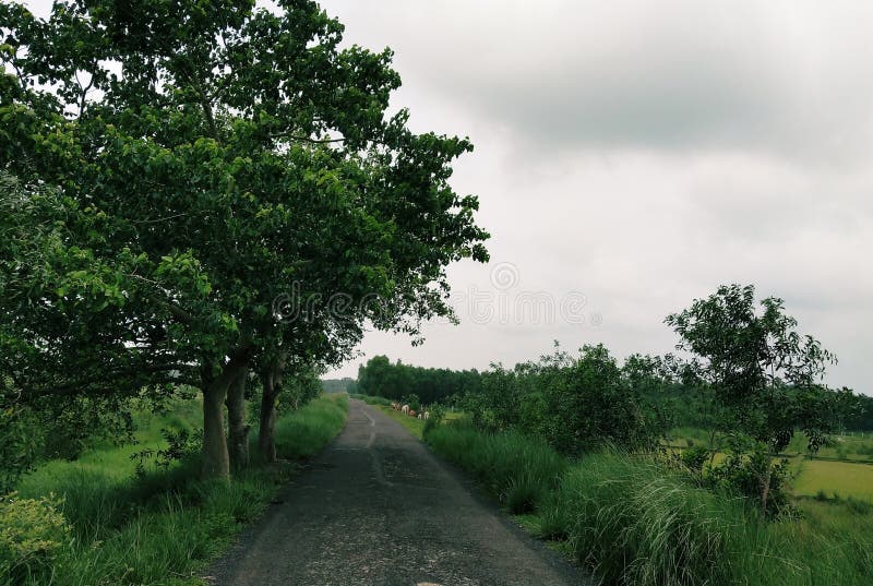 Village Side Path View. stock photo. Image of agriculture - 222051382
