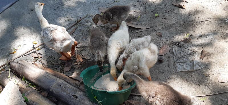 Village small home farming stock photo. Image of hand - 188491548