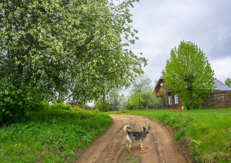 Village Street in Spring Day. Stock Photo - Image of village ...
