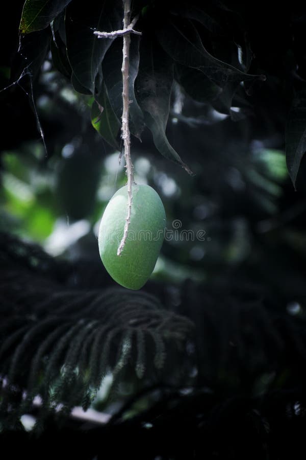 Village Tree Picture Punjab Pakistan Stock Photo - Image of pakistan ...