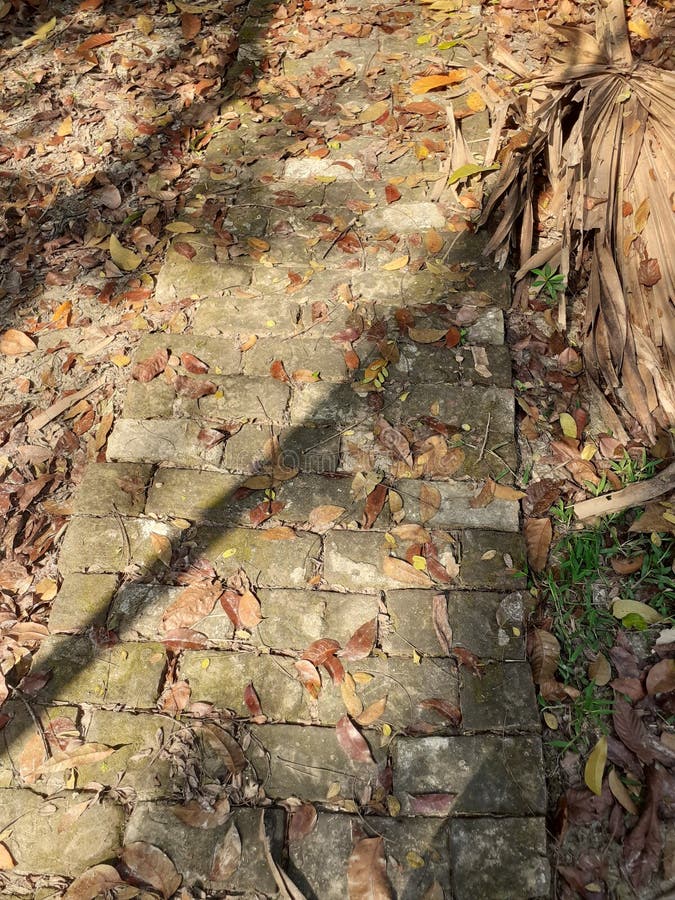 A village unpaved road stock photo. Image of trunk, woodland - 212485060