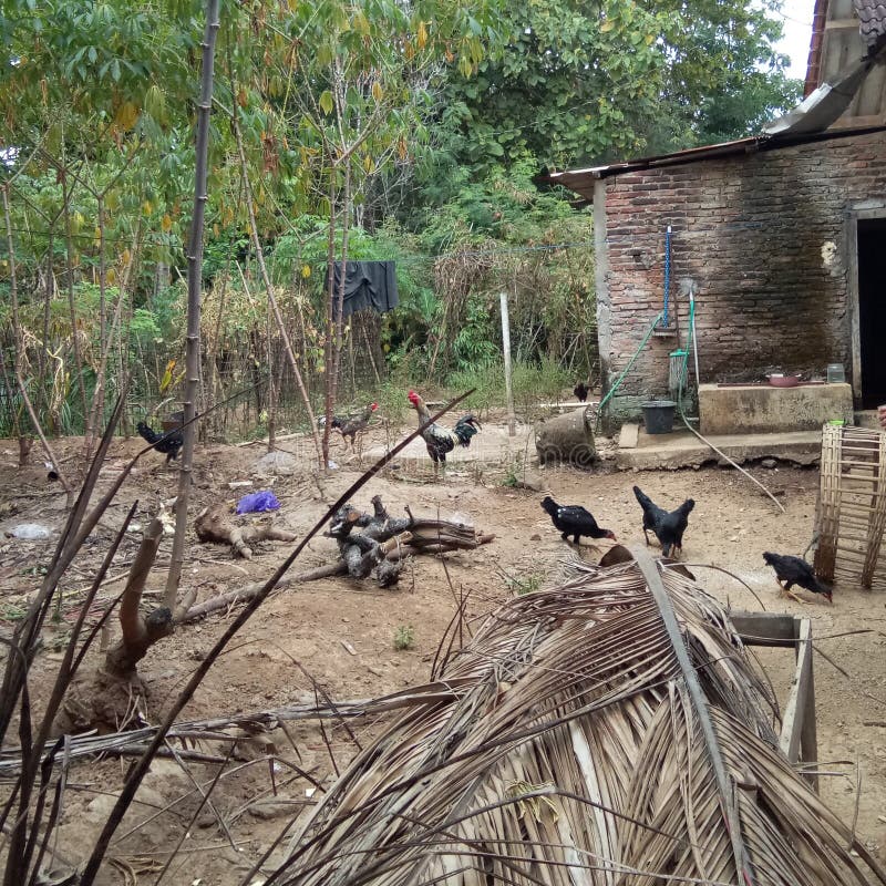 Village view with chicken stock image. Image of forest - 218936255