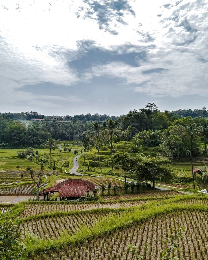 Village View in Subang Regency Stock Image - Image of beautiful, subang ...