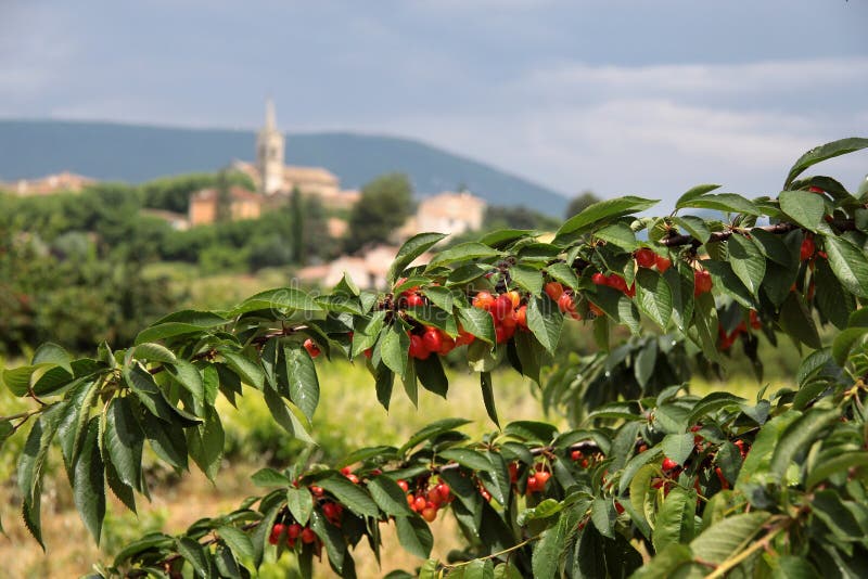 The Village of Villars in Provence Stock Photo - Image of cherry, alpes ...